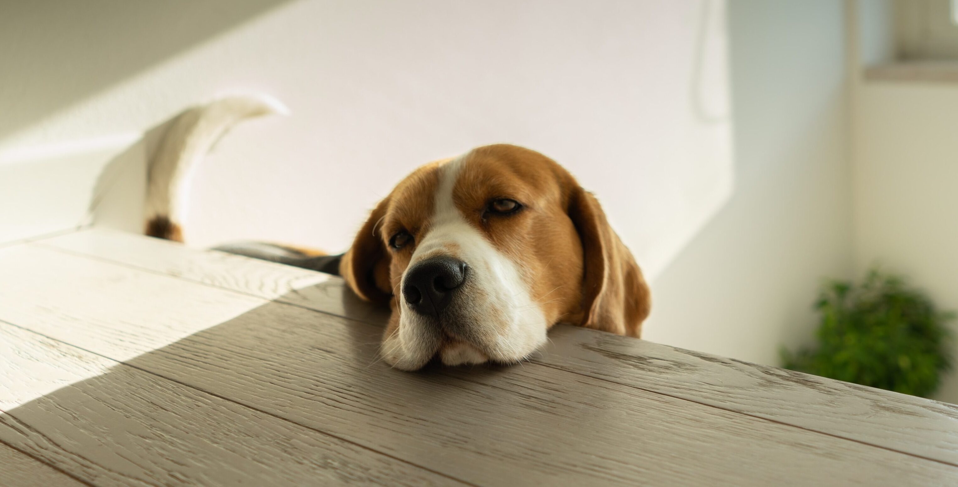 How to identify when you have morale problems - I by IMD