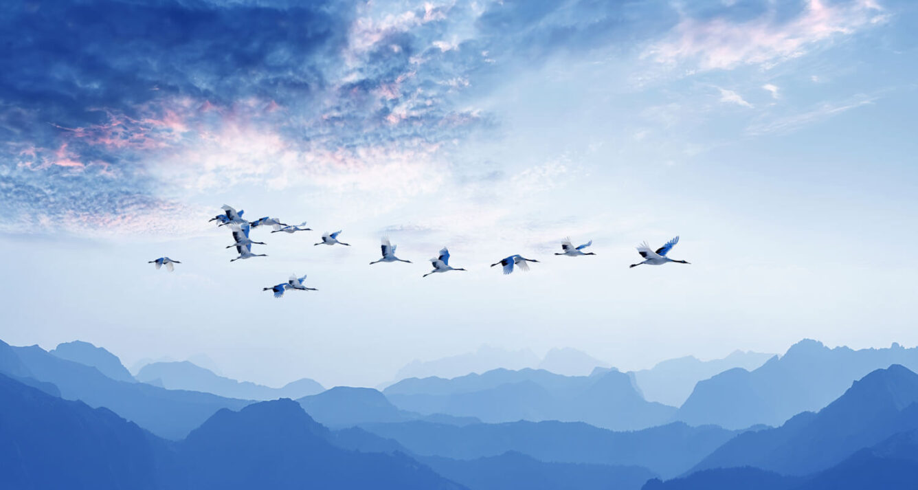 IMD Advanced Leadership online program