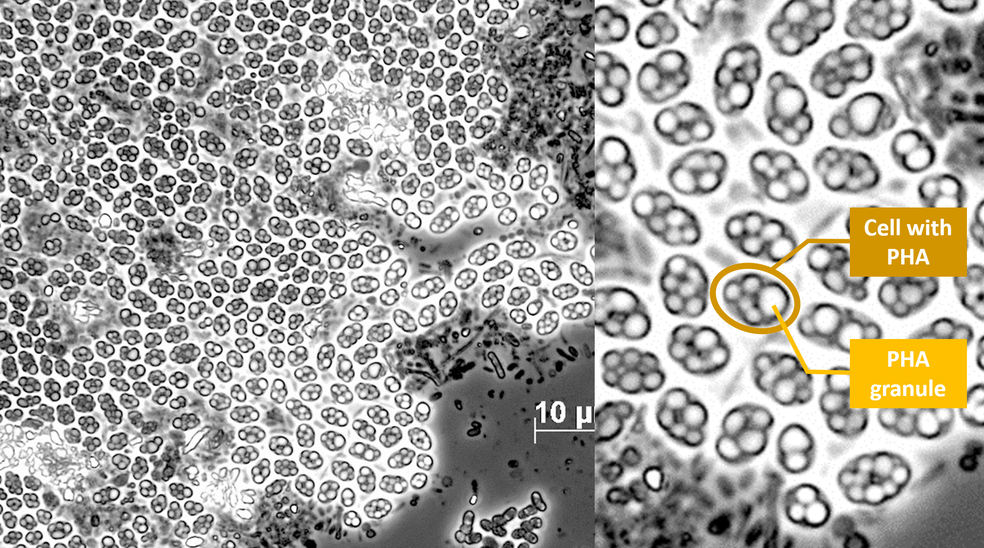 Survival of the fattest - IMD business school for management and ...