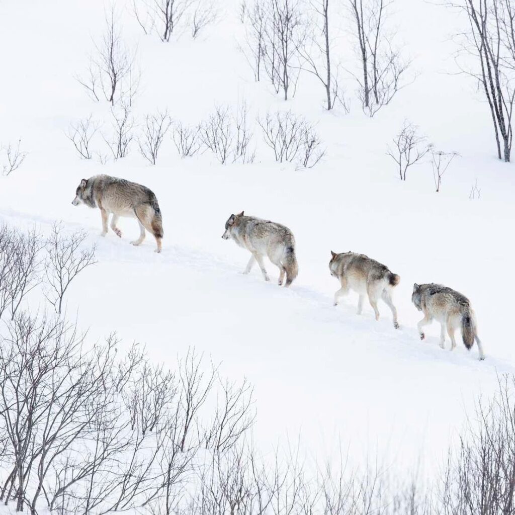 Google vs LLM - The Future Of Search - I by IMD